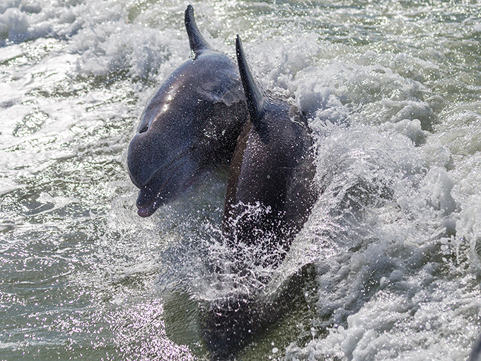 The local dolphins seem to have appointed themselves as unofficial tour guides, often surfacing to check out visitors heading toward the dome houses.