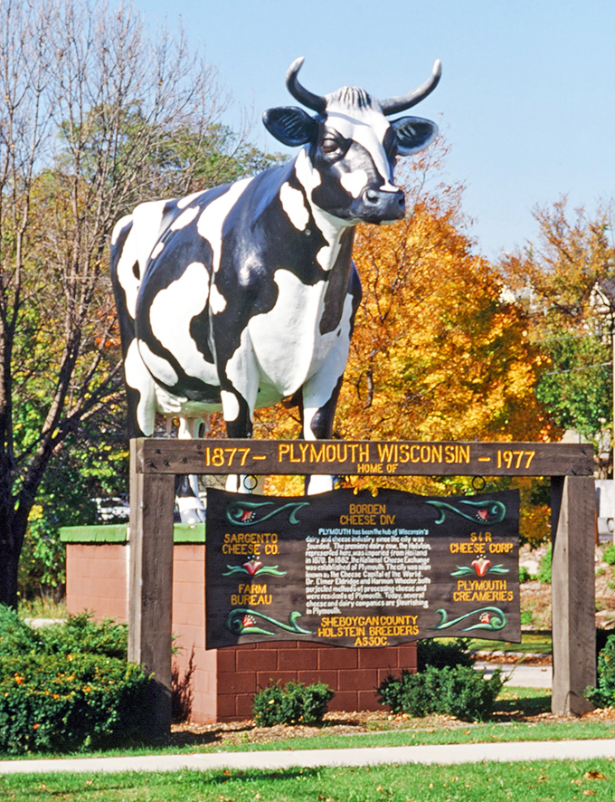 The centennial marker reveals Antoinette has been Plymouth's unofficial mayor since 1977. One hundred years of cheese-making history under her hooves.