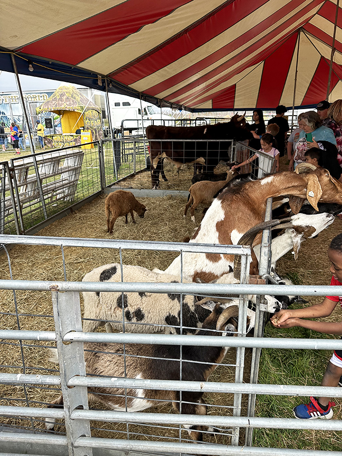 The petting zoo: where city kids discover that goats have rectangular pupils and country kids pretend they're not excited too.