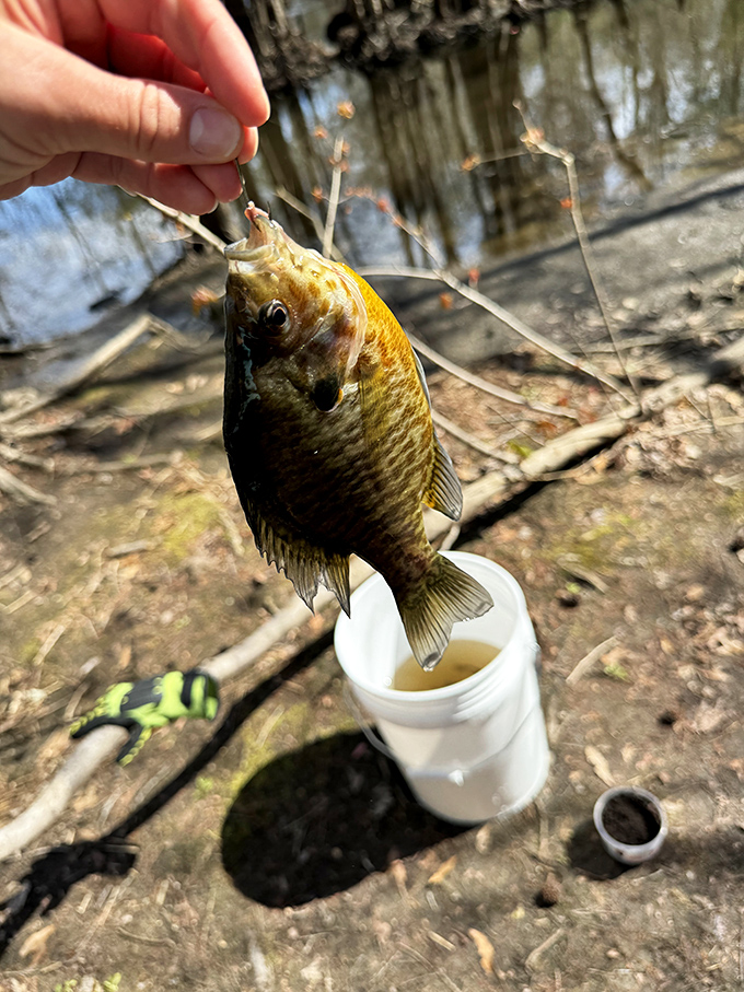 The humble sunfish&mdash;proof that sometimes the most satisfying catches aren't the biggest ones, but the ones that bring the most smiles.