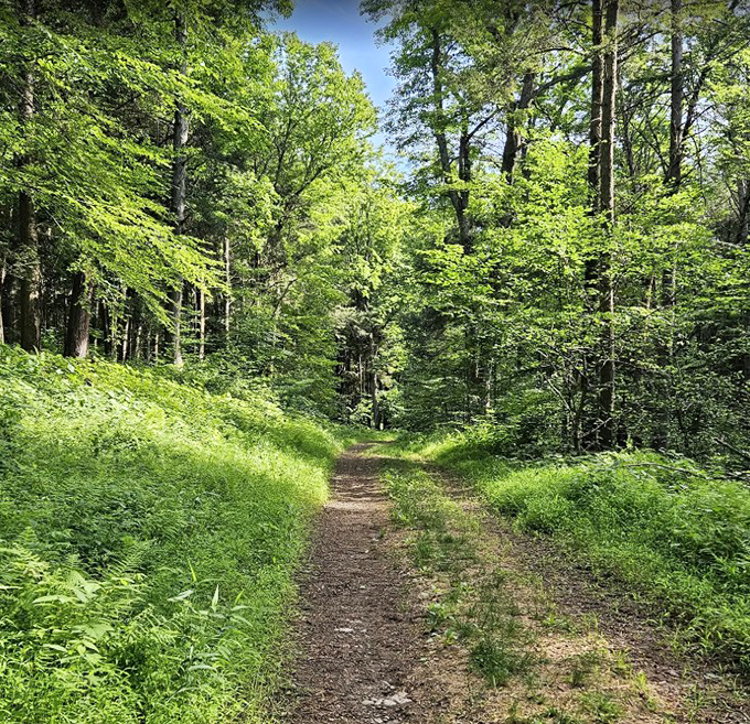 The trail opens into a green corridor that practically begs for a slow-motion walking sequence worthy of any nature documentary.