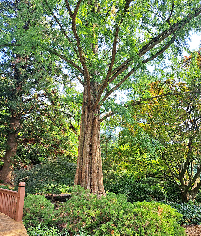 This towering giant has been practicing its posture for decades. Tree yoga at its finest&mdash;reaching skyward with the confidence of a natural skyscraper.