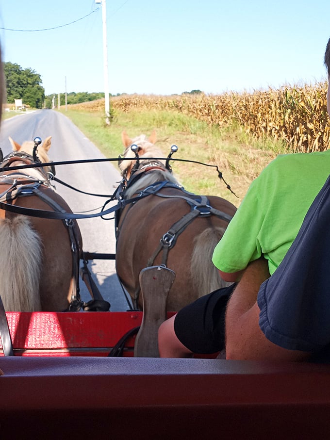 These working horses embody the community spirit: strong, reliable, and always ready to help.