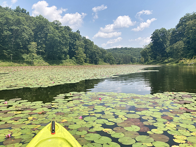 Lily pads create nature's own floating garden, turning kayak trips into botanical adventures.