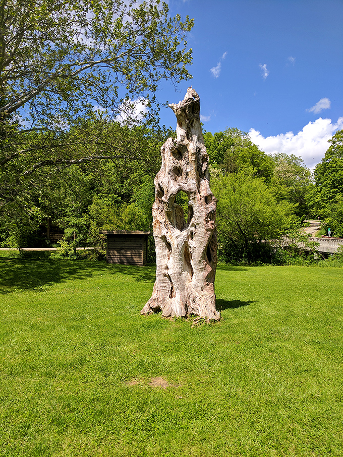 This weathered tree stump stands like nature's sculpture garden centerpiece. Wood hollowed by time, creating a portal to peer through into greener pastures.