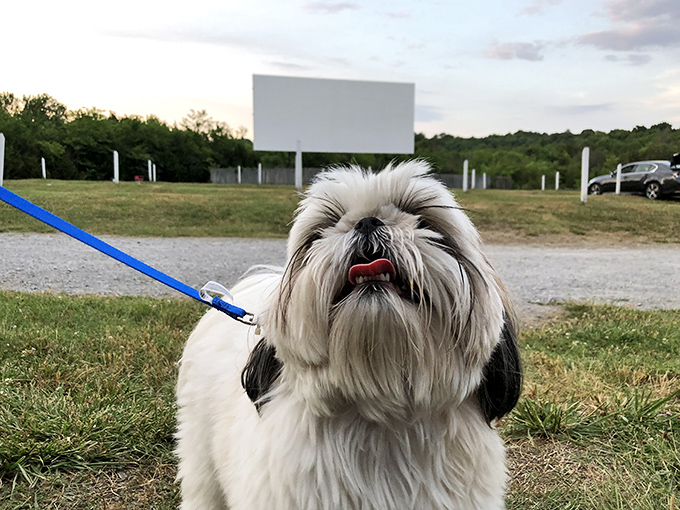 Even four-legged film critics are welcome at the Stardust, where this fluffy reviewer seems particularly interested in the coming attractions.