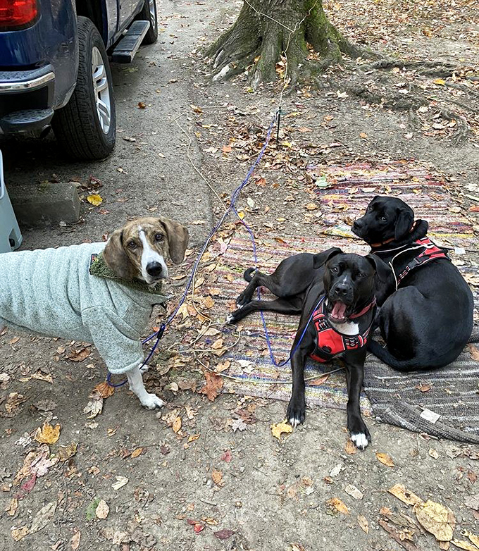 Four-legged explorers take a breather—Shades welcomes furry adventurers who appreciate good smells even more than their humans do.