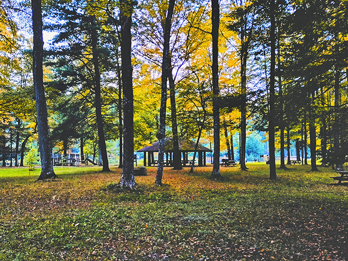 Picnic pavilions dot the landscape like nature's dining rooms, complete with shade and squirrel entertainment.