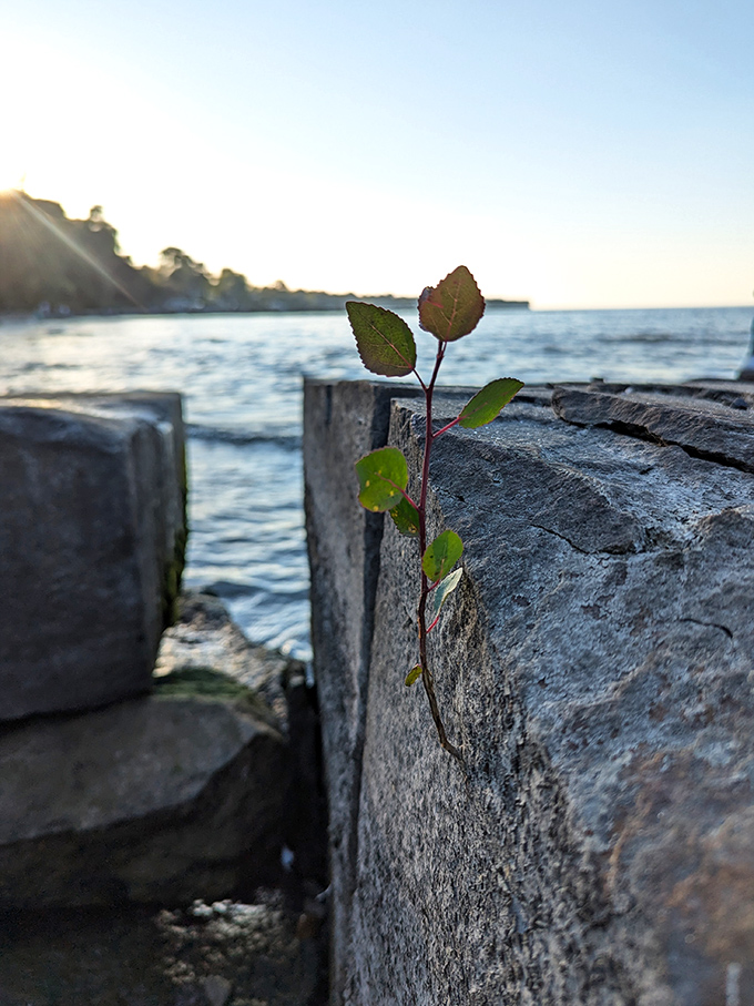 Life finds a way&mdash;a determined plant sprouting from solid rock captures the persistent magic of nature at sunset along Lake Erie's edge.
