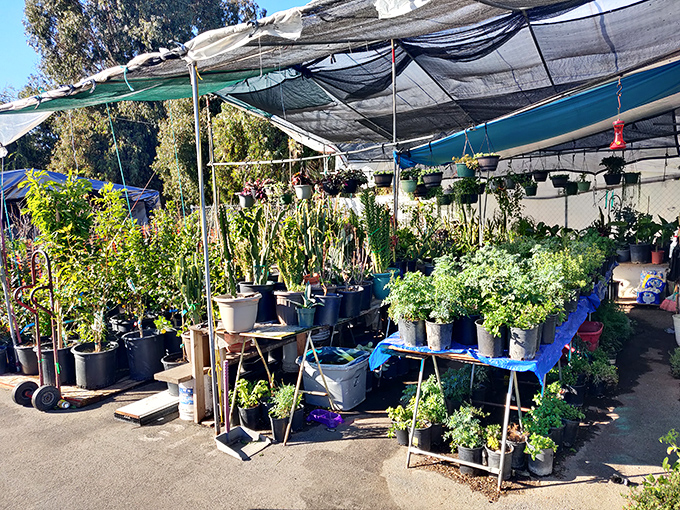 The plant section: where brown thumbs turn green. This garden oasis provides everything from succulents to fruit trees for instant backyard transformation.