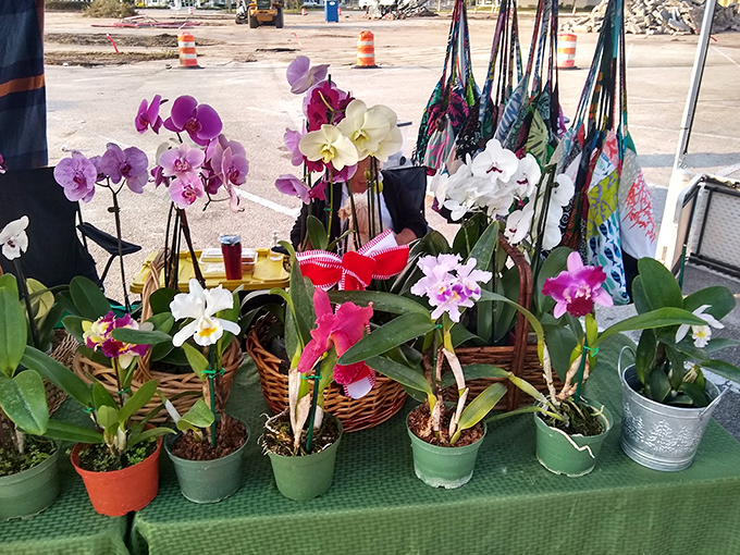 These orchids bring tropical elegance without the tropical price tag&mdash;nature's artwork that even the most committed plant-killer might keep alive.