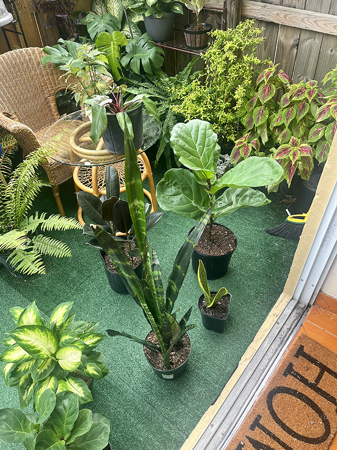 Even plant parents find joy here! These lush green specimens offer instant garden gratification without the garden center price tag.