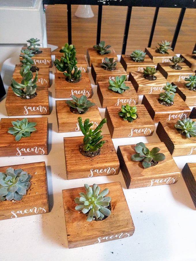 Tiny succulent planters with hand-lettered labels—proof that even thrift stores aren't immune to millennial plant parent trends.