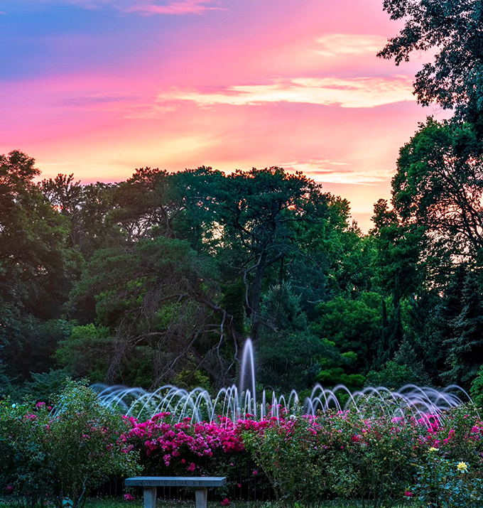 Sunset paints the sky in shades that would make even the roses jealous. Mother Nature showing off her evening wardrobe.