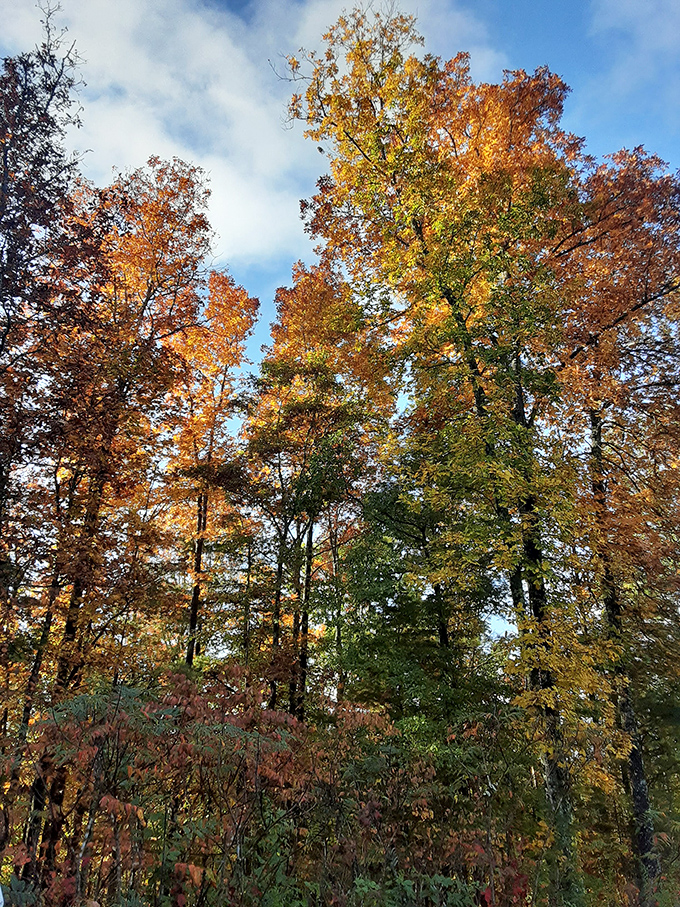 Fall's fashion show puts human designers to shame &ndash; these trees wear their autumn colors with a confidence Paris runways can only dream about.