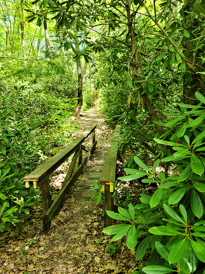 The rhododendron tunnel: where hikers enter looking stressed and emerge looking like they've discovered the secret to inner peace. 