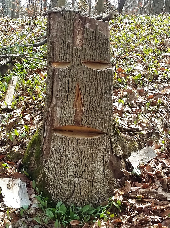 Tree art with attitude! This carved face seems to be judging your hiking pace with the wisdom of centuries.