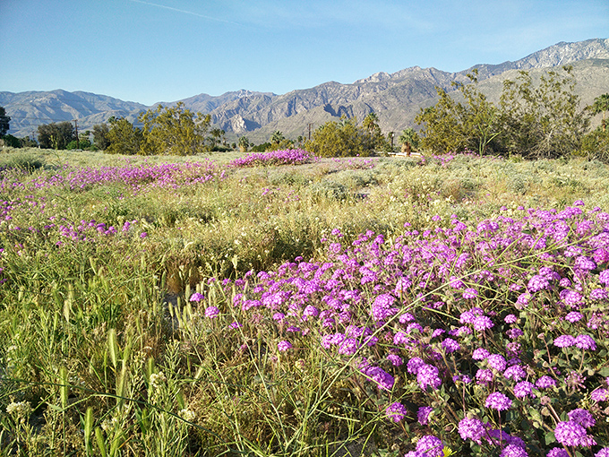 Spring's purple carpet announcement: winter has left the building. These wildflowers don't just bloom—they throw a full-on color festival.