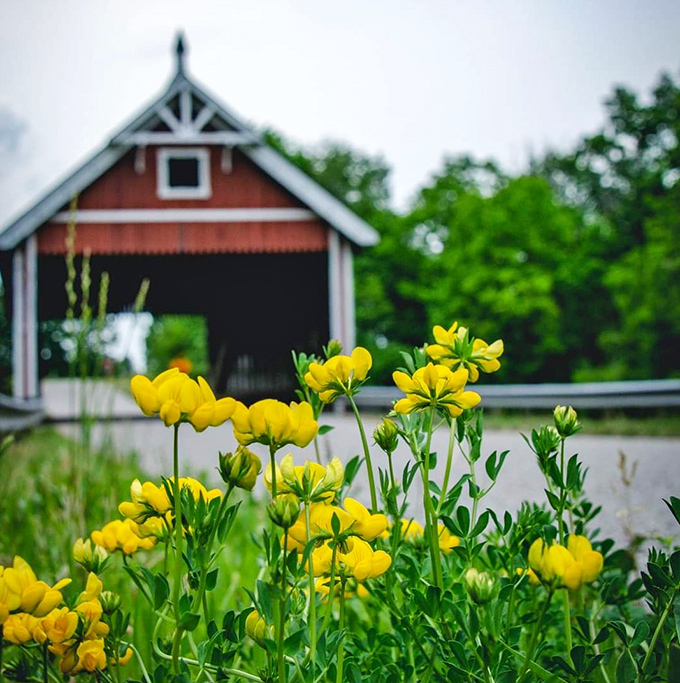 Wild yellow flowers stand at attention near the bridge entrance, nature's own welcoming committee for approaching visitors.