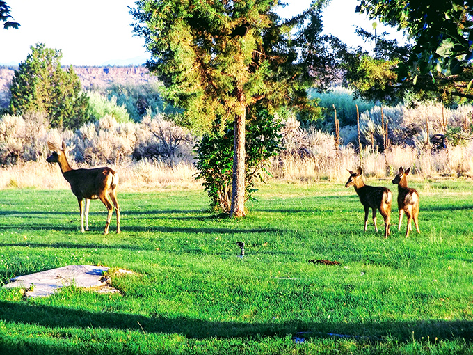 Local deer treat the park grounds like their personal front yard, gracefully posing for photos while maintaining their wild dignity.