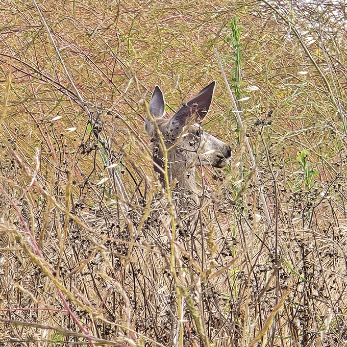 Nature's game of hide-and-seek champion. This deer has mastered the art of blending in while still keeping an eye on curious hikers.