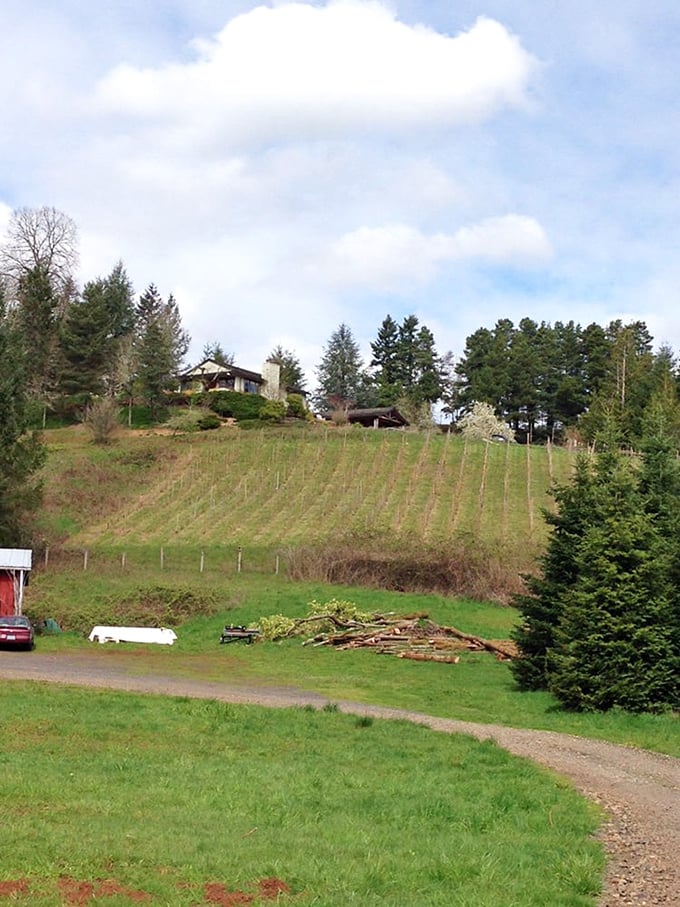 Hillside vineyard perches like a green crown overlooking valleys that stretch toward distant horizons.