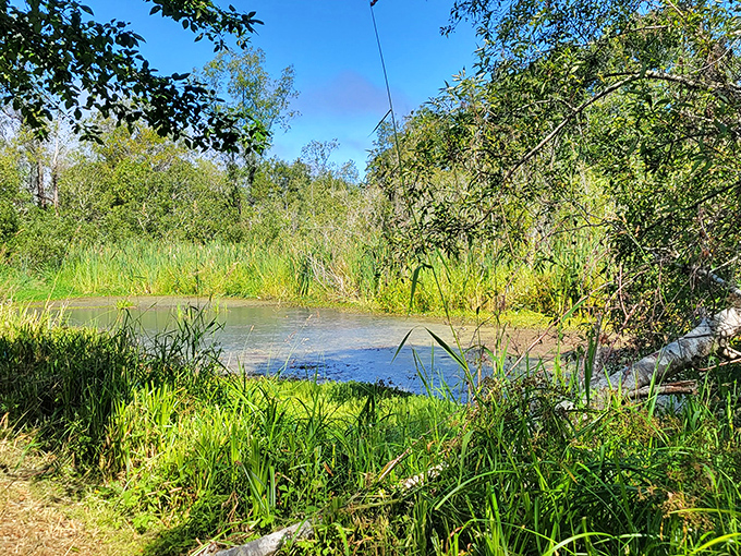 Wetland wonders await at Arcata's marshes, where water, wildlife, and wanderers find peaceful coexistence just minutes from downtown.