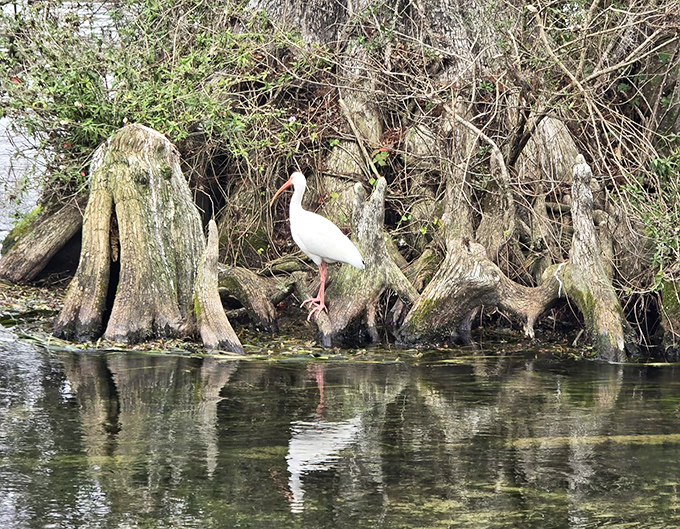American White Ibis striking poses like they know they're the park's official welcoming committee members.