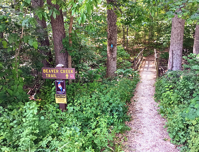 Beaver Creek Trail beckons with the promise of wildlife sightings and just enough wilderness to make you feel adventurous without needing survival skills.