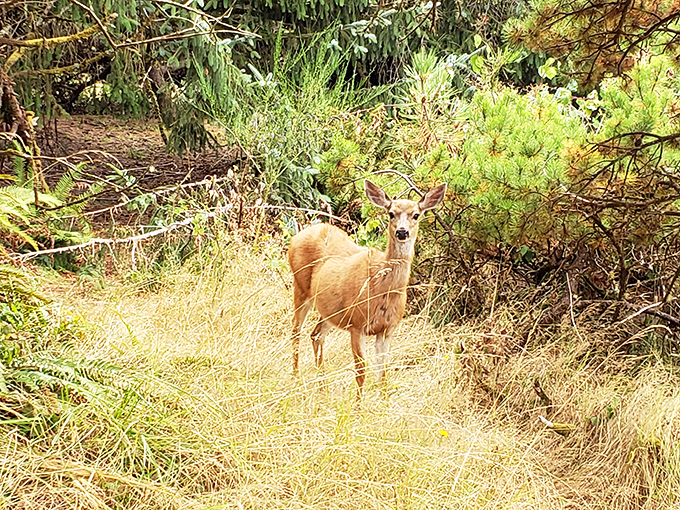 This deer paused just long enough to ask, "Taking my picture? The good side, please." Wildlife encounters make every hike memorable.