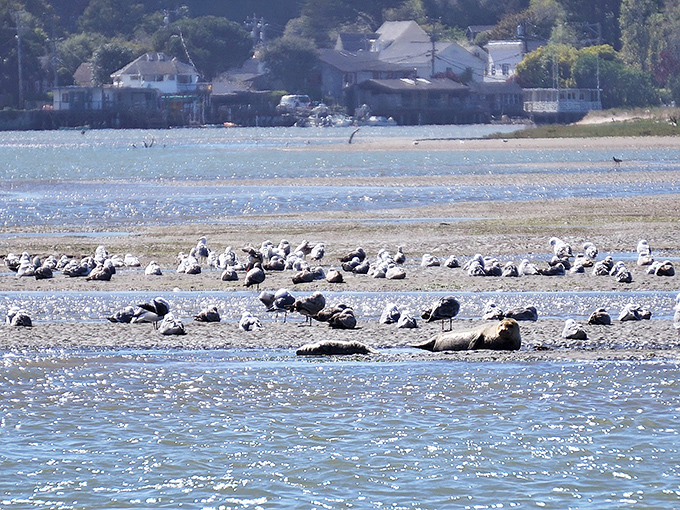 Bolinas Lagoon at low tide becomes nature's buffet—seabirds and seals gathering for a feast while humans watch in respectful awe.