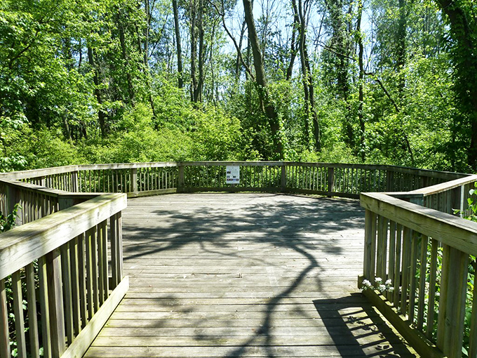 Nature lovers rejoice at Buttonbush Wetland Preserve, where wooden walkways invite exploration without expensive hiking gear or overseas airfare.