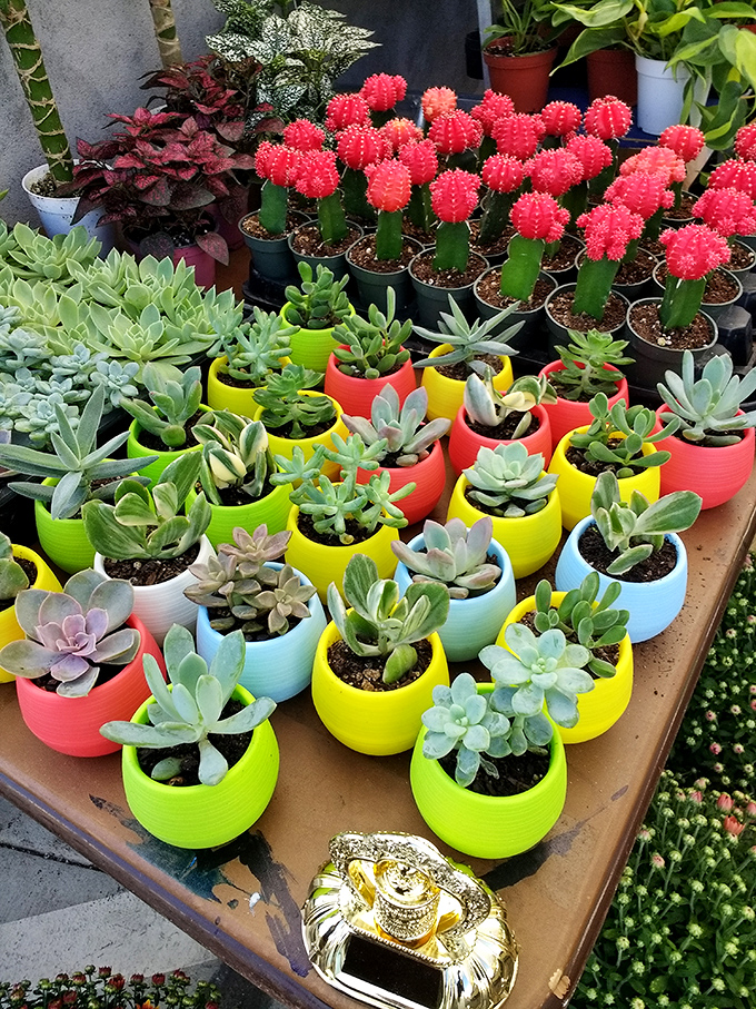 Succulent heaven in technicolor pots! These drought-friendly beauties offer instant California garden vibes without requiring a green thumb.