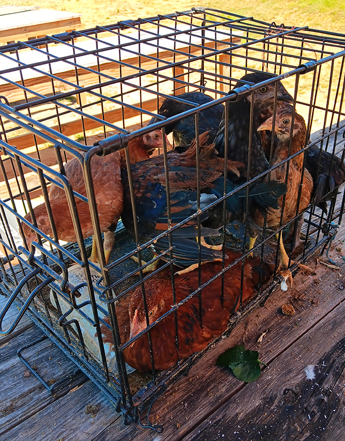 Farm-fresh poultry awaits new homes, reminding visitors that Webb Road offers everything from vintage vinyl to tomorrow's dinner.