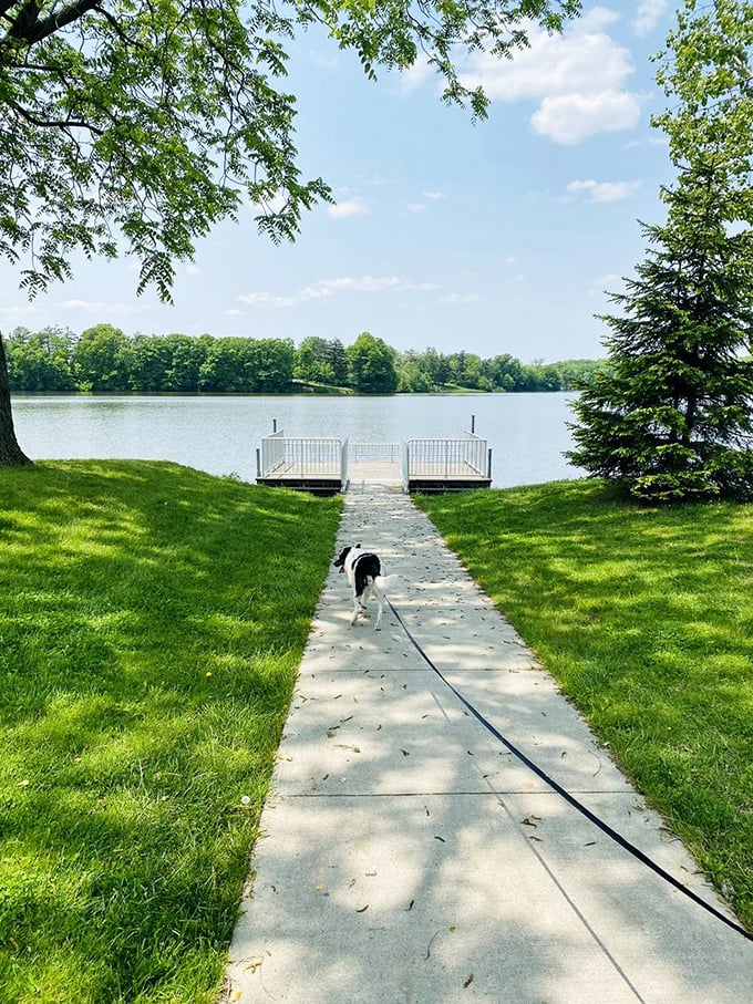The path to tranquility is sometimes paved in concrete, especially when it leads to Harrison Lake's glassy waters with a furry friend leading the way.