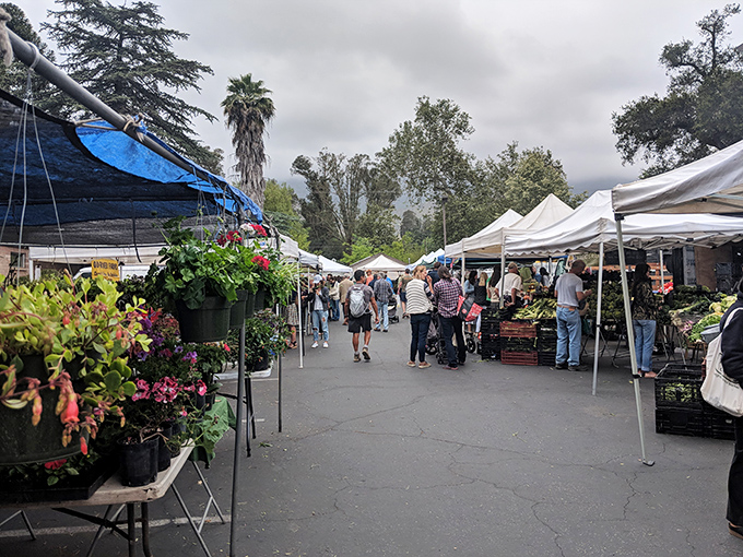 The Sunday farmers market isn't just shopping&mdash;it's a weekly celebration where the produce is fresher than most people's Instagram content.