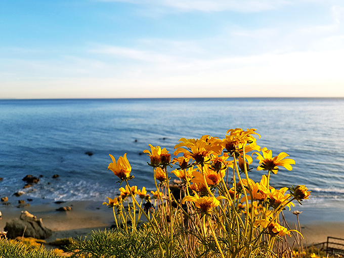 California poppies frame the perfect ocean view. These golden blooms, the state flower, provide a natural foreground to El Matador's breathtaking seascape.