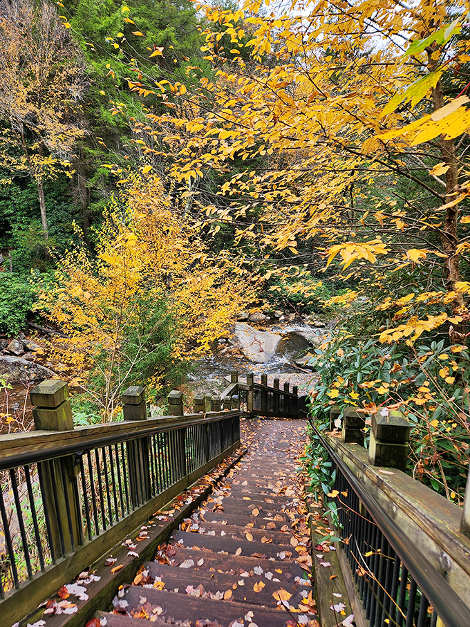 Autumn leaves carpet this viewing path like nature's red carpet, inviting you toward the main attraction just around the bend.