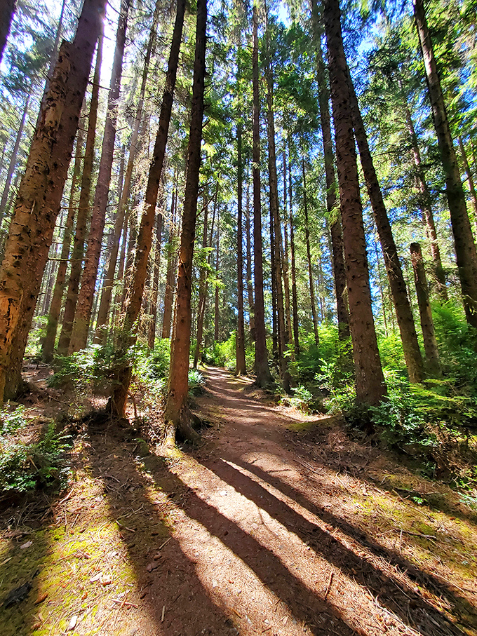 Cathedral groves where trees reach skyward like nature's own Gothic architecture, minus the gift shop.