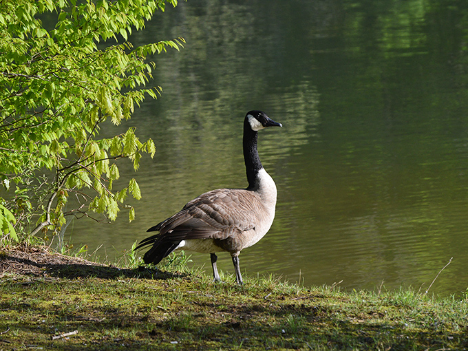 "Paint me like one of your French geese." This Canada goose strikes a perfect pose by the water, contemplating its next territorial conquest.