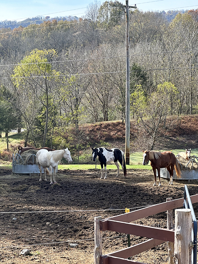 These Tennessee horses don't know they're part of a postcard-perfect rural scene &ndash; they're just enjoying another day in paradise.