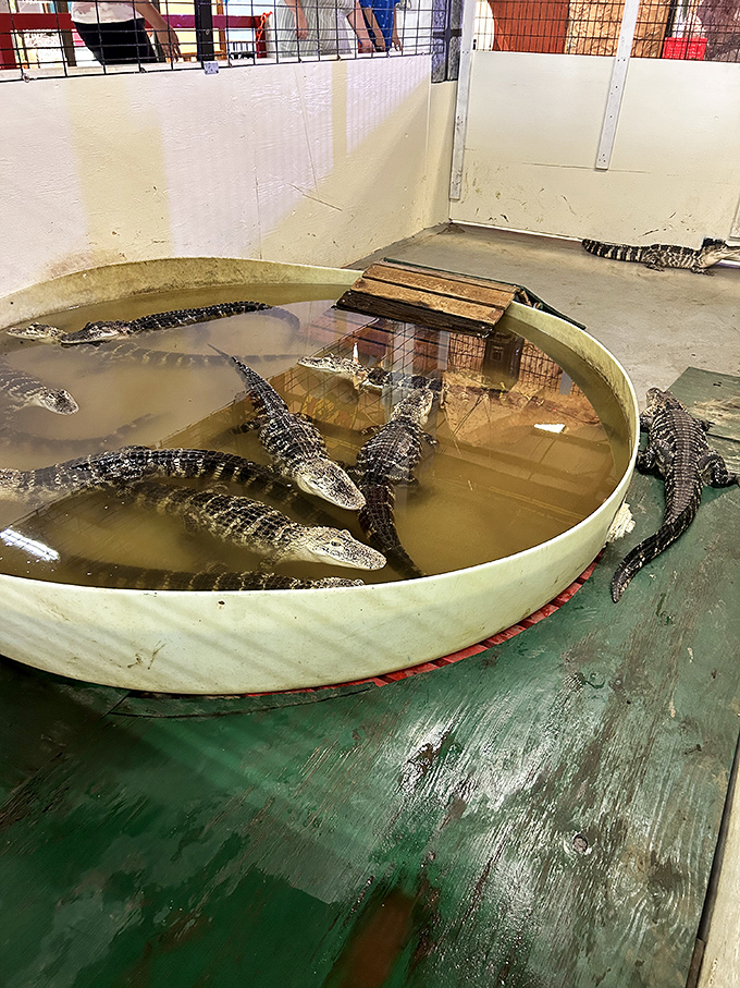Florida's unofficial welcoming committee lounging poolside. These gators have better real estate than most retirees moving to the Sunshine State.