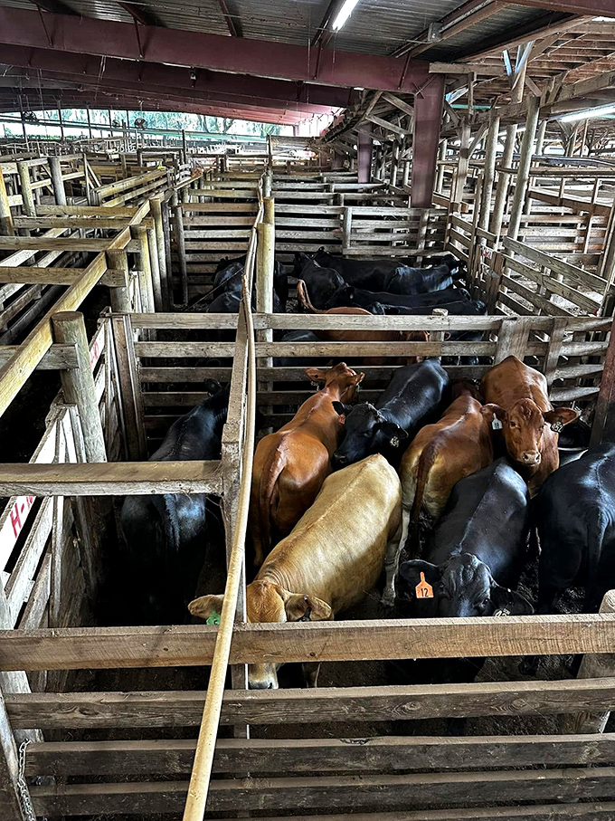 Tuesday's cattle auction brings agricultural reality to the market&mdash;a reminder that your steak dinner starts somewhere very real.