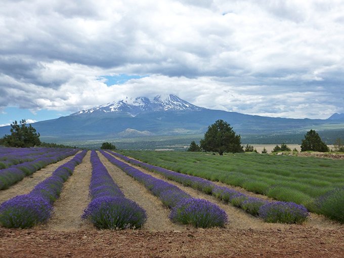 Mount Shasta watches over lavender fields like a snow-capped guardian, creating a purple-hued postcard scene that no filter could improve.