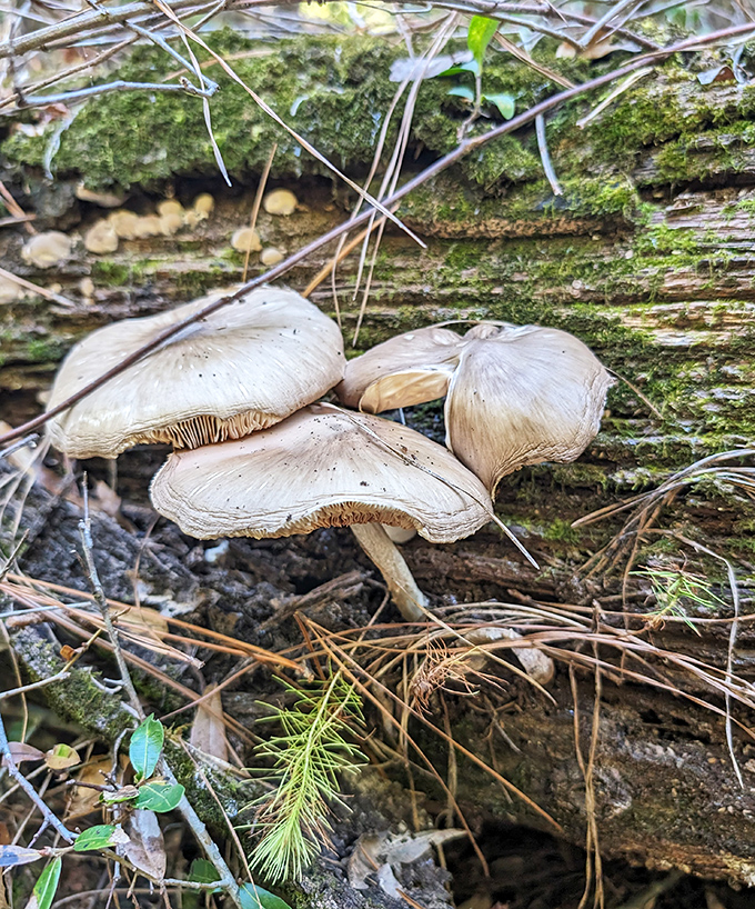 Nature's gourmet section &ndash; mushrooms sprouting from fallen logs. Not for eating unless you're an expert or particularly adventurous. 