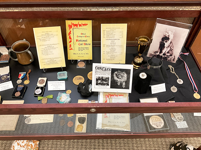 Vintage cat show memorabilia, complete with ribbons and trophies, documents the competitive world of feline beauty pageants through the decades.