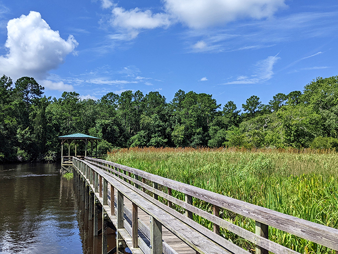 Wooden walkways invite exploration through coastal wetlands, where every step brings a new discovery waiting to be photographed.