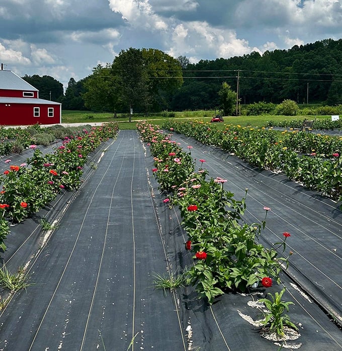 Oak Grove Lavender fields prove that Tennessee grows more than just country music and delicious barbecue these days.