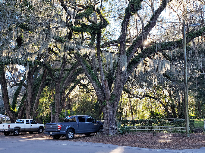 These oak sentinels have witnessed centuries of Florida history, standing guard while providing much-appreciated shade to grateful visitors.