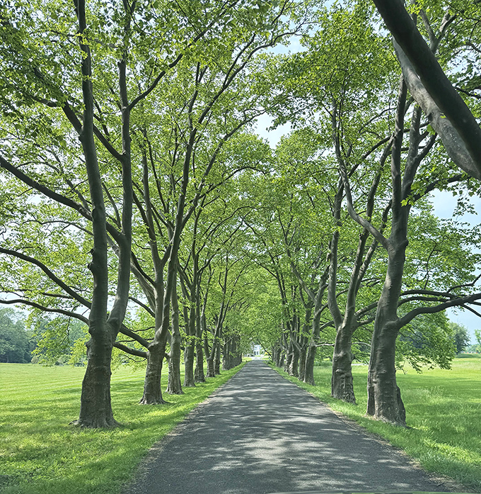 The tree-lined approach to Fonthill creates nature's cathedral, a green-canopied prelude to the concrete masterpiece waiting at the end.